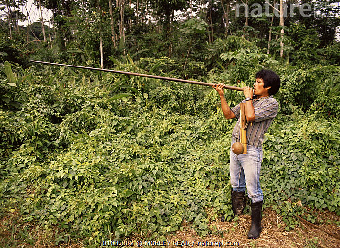 Stock photo of Achuar Indian using blowpipe and poison arrows. Amazonia ...