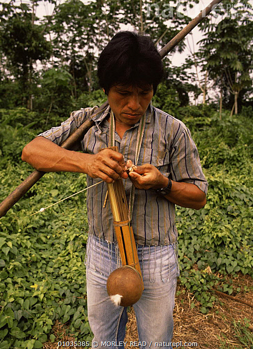Stock photo of Achuar Indian scores poisonned arrow with piranha tooth ...