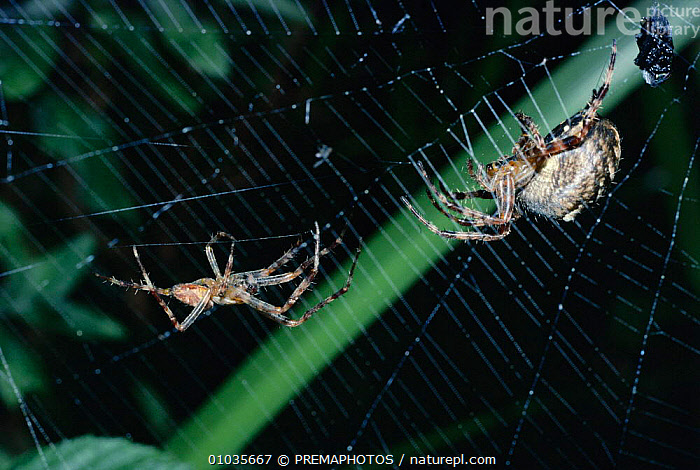Stock photo of Garden Spider male tweaking web of larger female ...