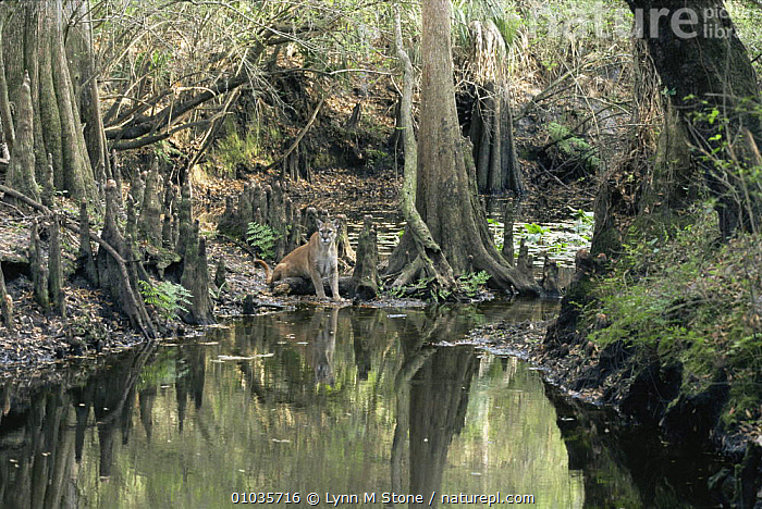 Stock photo of Puma (Felix concolor) in Bald cypress swamp, Florida ...