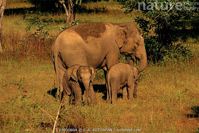 Stock photo of Indian elephant {Elephas maximus} mother with baby + 2nd ...
