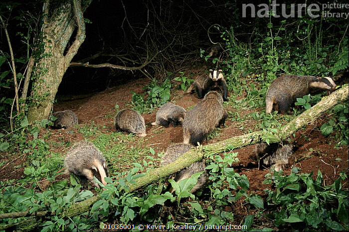 Stock photo of Badger family group foraging at night. Devon, UK June ...