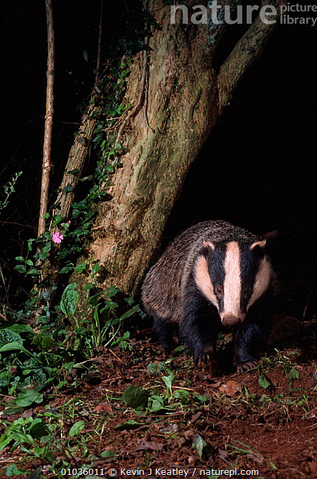 Stock photo of Young adult Badger foraging (Meles meles) Devon, England ...
