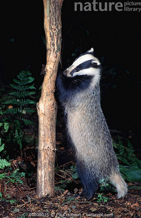 Stock photo of Badger scratching tree trunk (Meles meles) Yorkshire, UK ...