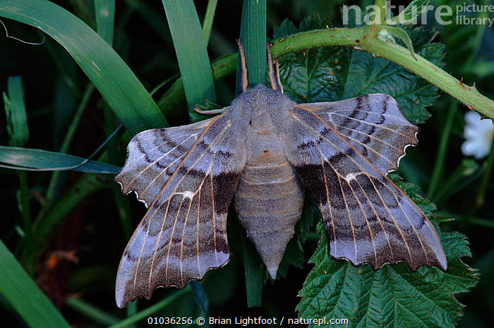 Stock photo of Polpar hawk moth portrait, UK. Available for sale on www ...