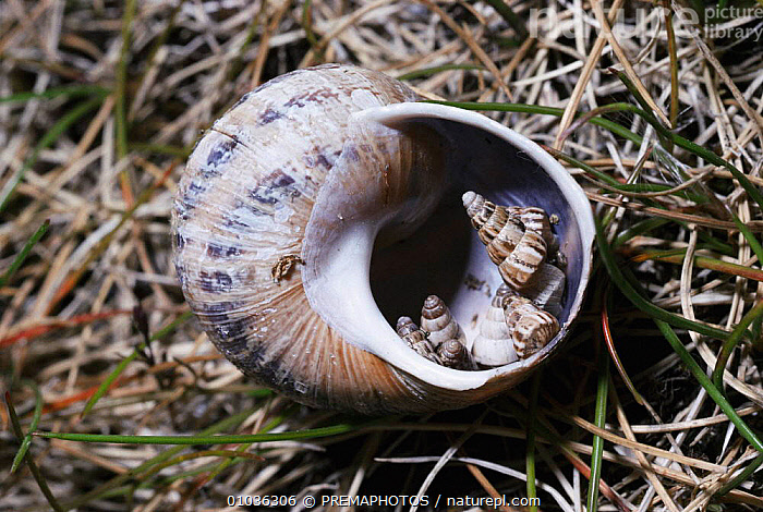 Stock photo of Pointed snails (Cochlicella acuta) roosting inside empty ...