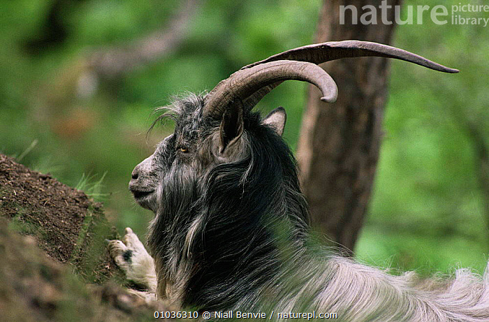 Stock photo of Feral goat (Capra hircus) male resting Inverness ...