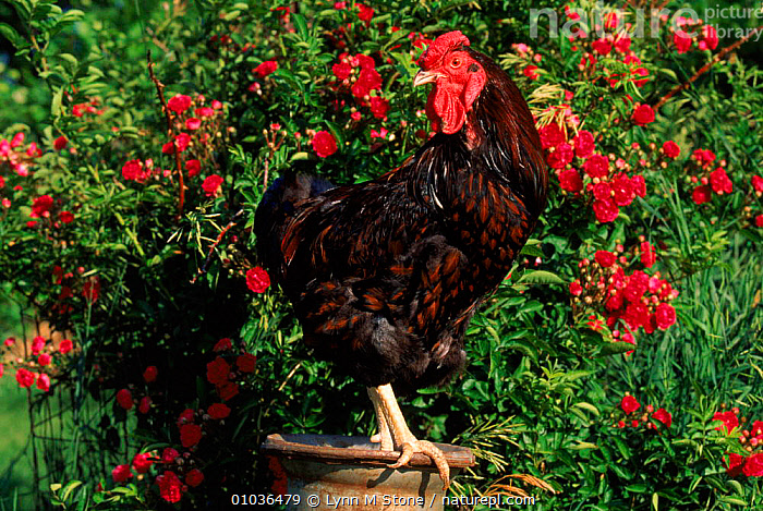 Stock photo of Domestic chicken, breed Red Dorking rooster, USA ...