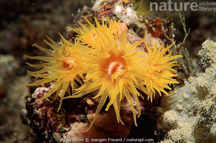Stock photo of Tube coral. Philippines, Pacific. Available for sale on ...