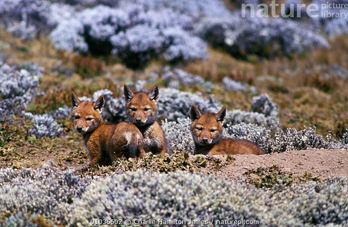Stock photo of Simien jackal / Ethiopian wolf cubs (Canis simensis ...