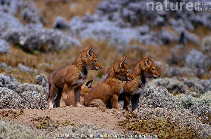 Stock photo of Simien jackal / Ethiopian wolf cubs (Canis simensis ...