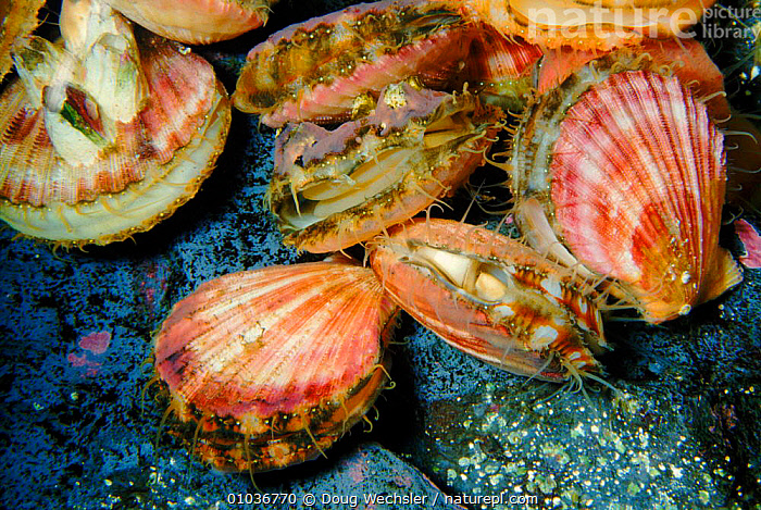 Stock photo of Pink scallops (Chlamys sp.) Puget Sound. Washington State, USA. Available for ...