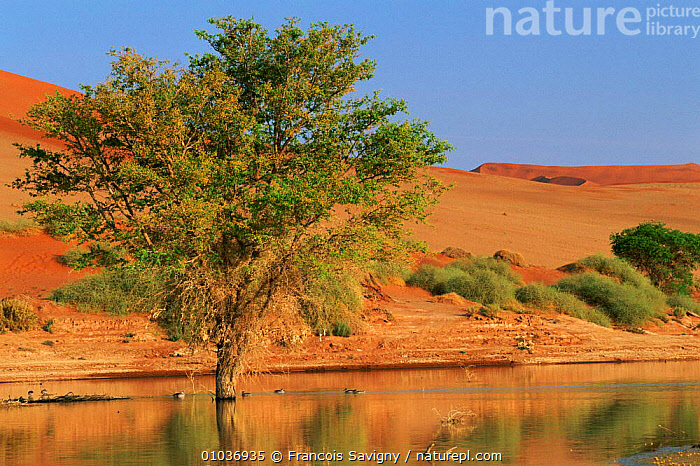 Stock photo of Rare occurence of water in the Namib Desert, Namibia ...