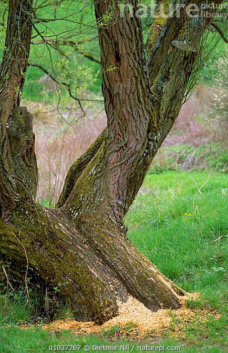 Stock photo of Wood shavings at base of tree from Green woodpecker ...