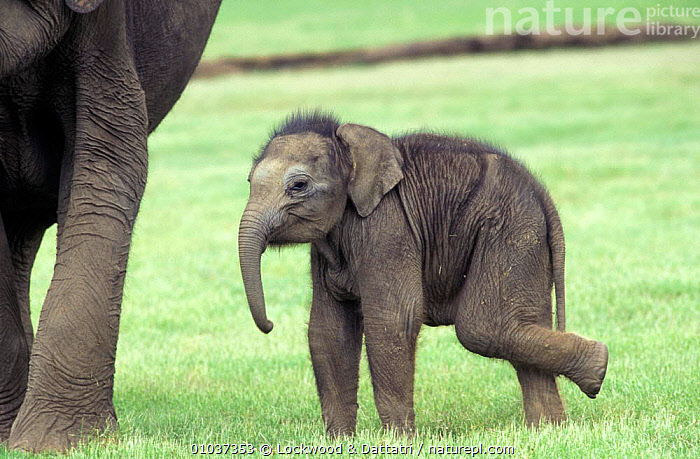 Stock photo of Indian elephant baby (Elephas maximus) Kabini NP India ...