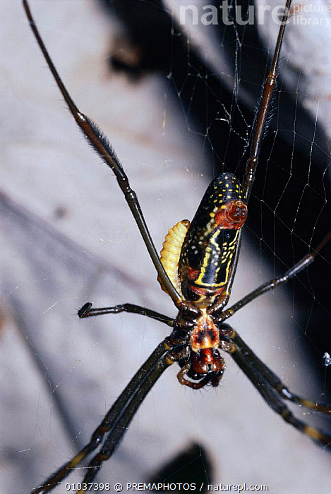 Stock photo of Golden silk spider (Nephila clavipes) with larva of ...