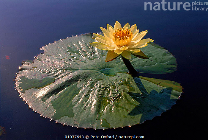 Egyptian Lotus Flower