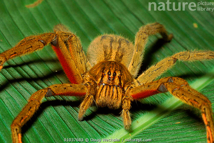 Stock photo of Ctenid spider in tropical forest, Costa Rica.. Available ...