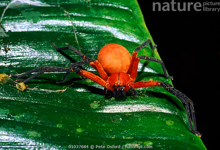 Stock photo of Close-up of Spider in tropical rainforest, Ecuador ...