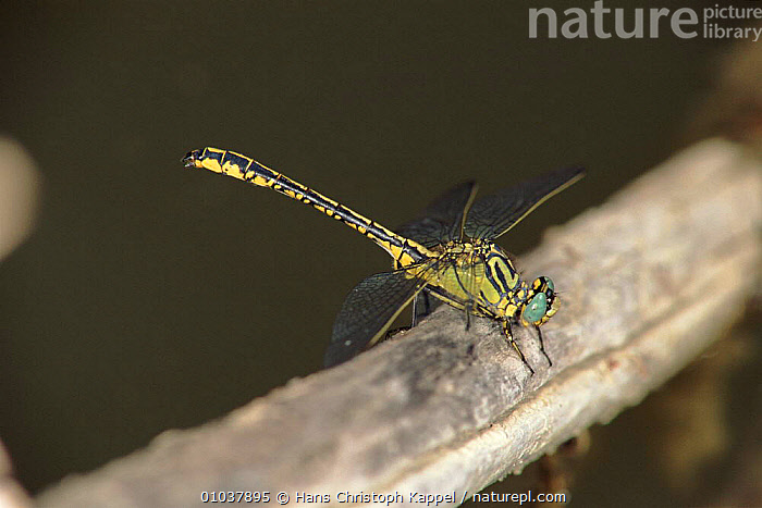 Stock photo of Yellow club tailed dragonfly (Gomphus simillimus), male ...