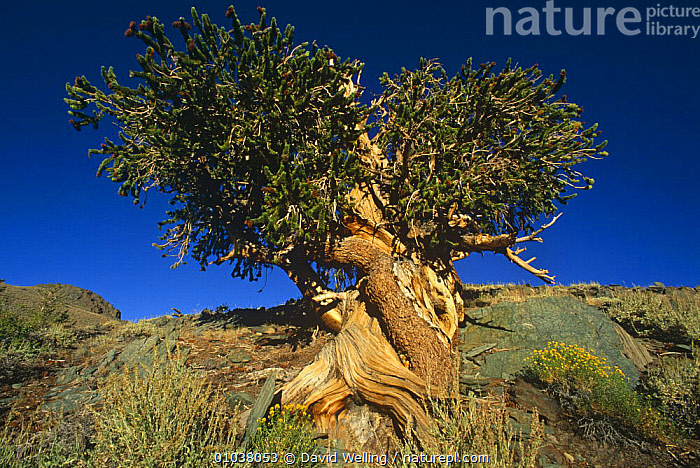 Stock photo of Bristlecone pine, ancient tree (Pinus aristata) White ...