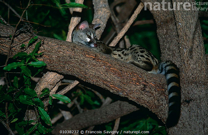 Stock photo of Large spotted genet in tree (Genetta tigrina) Kruger NP ...