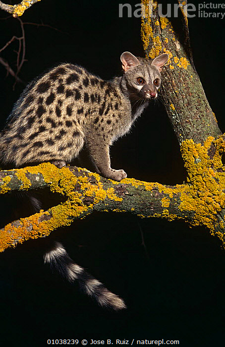 Stock photo of Small spotted genet in tree (Genetta genetta) Alicante ...