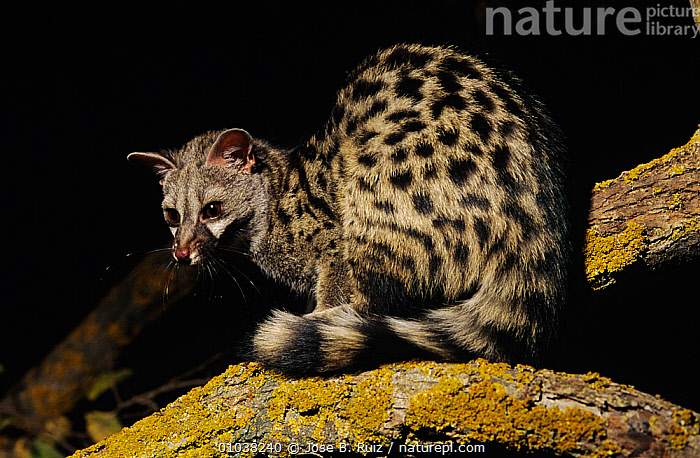 Stock photo of Small spotted genet (Genetta genetta) in tree, Pinoso ...
