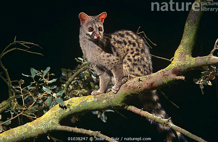 Stock photo of Small spotted genet in tree (Genetta genetta) Alicante ...