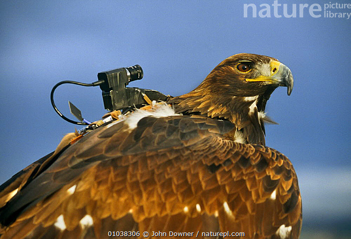 Stock photo of Golden eagle with specially adapted camera for filming ...