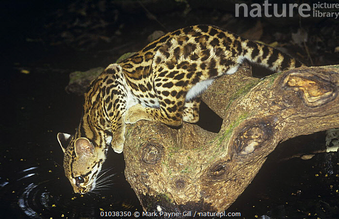 Stock photo of Margay (Felis wiedi) stretching down to drink, Panama ...