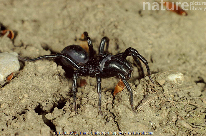 Stock photo of Male Atypus piceus spider, Germany. Available for sale ...