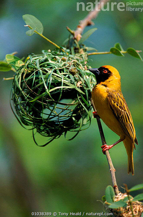 African Weaver Bird