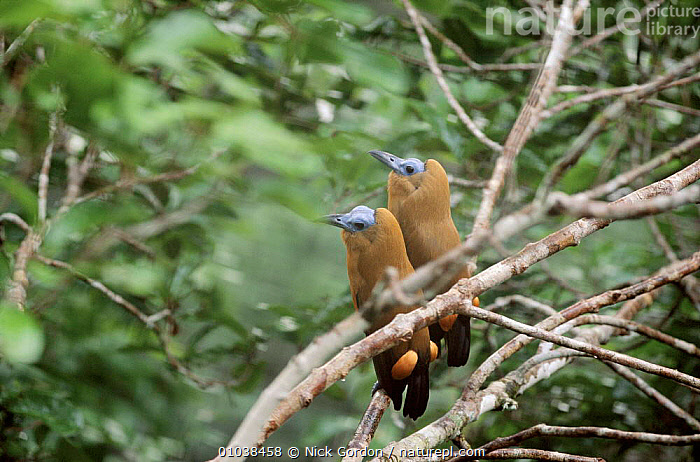 Stock photo of Two male capuchin birds at lek, Amazon Brazil. Available ...