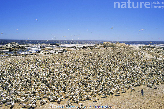 Stock photo of Cape gannet {Sula capensis} colony, Malgas Island, South ...