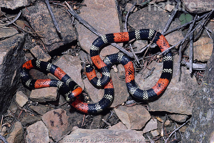 Stock photo of Coral snake (Micrurus frontifasciatus) Andes semi-desert ...