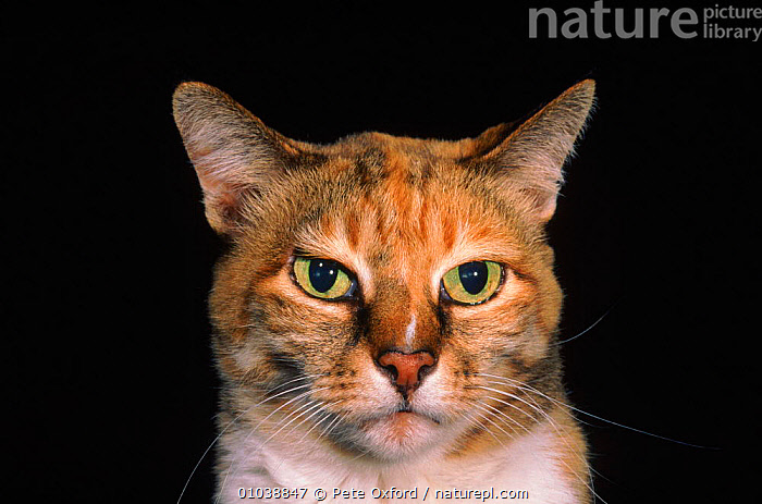 Stock photo of Domestic cat (Felis catus) portrait. Available for sale ...
