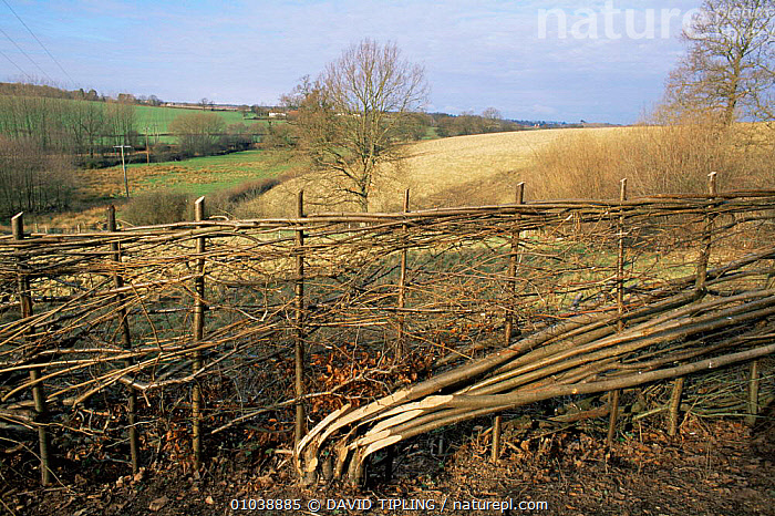 Stock photo of Traditional cut and laid hedge. Sussex, UK.. Available ...