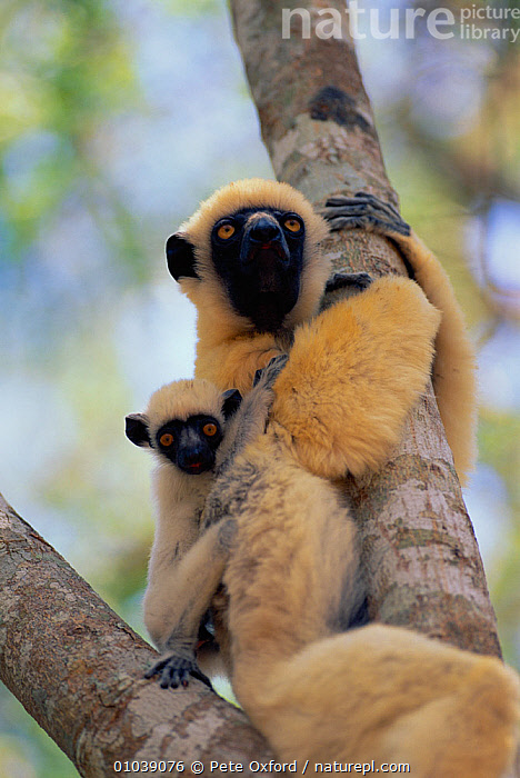 Stock photo of Decken's Sifaka with young (Propithecus verreauxi ...