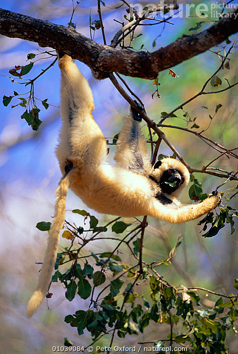 Stock photo of Decken's Sifaka in tree (Propithecus verreauxi deckenii ...