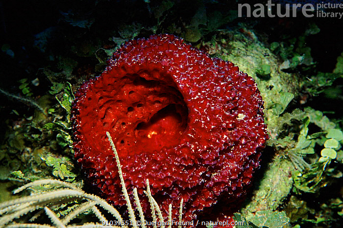Vase Sponge 112 Sponges Vases Stock Photos, High Res Pictures, And