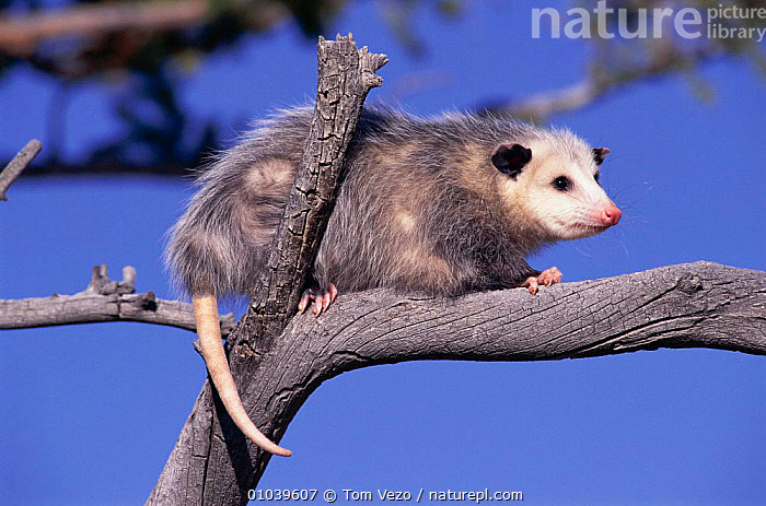 Stock photo of Virginia opossum, Montana, USA (Didelphis virginiana ...