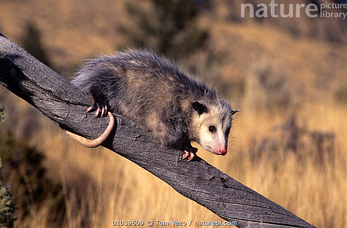Stock photo of Virginia opossum {Didelphis virginiana} note prehensile ...