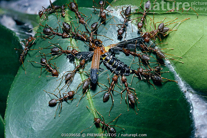 Stock photo of Weaver ants (Oecophylla longinoda) killing intruder ...