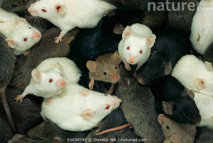Stock photo of Laboratory mice (Mus musculus) showing colour variation ...