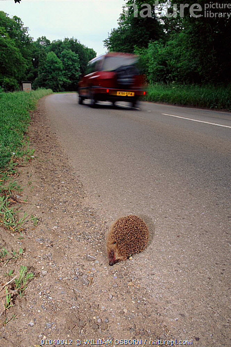Stock photo of Hedgehog - run over by car, UK. Available for sale on ...