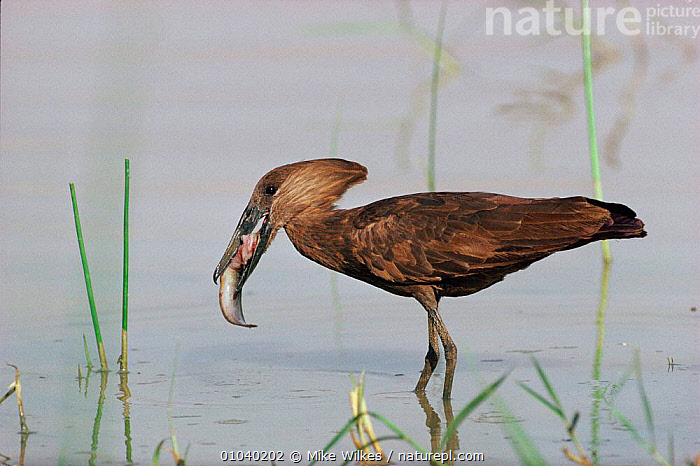 Stock photo of Hammerhead Stork (Scopus umbretta) feeding, Kenya. Lake ...