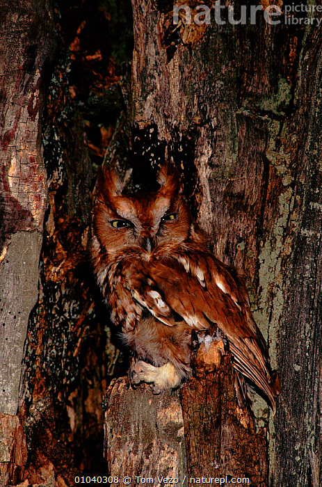 Stock photo of Eastern screech owl (Megascops asio) USA Vermont (C ...