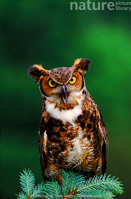 Raptor Pictures Owl California Raptor Center / School Of Veterinary