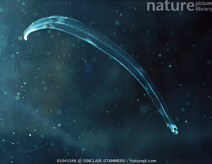 Stock photo of Eel - leptocephalus stage in plankton, Mediterranean Sea ...